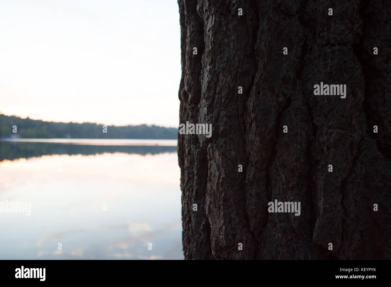Oak treeline hi-res stock photography and images - Alamy
