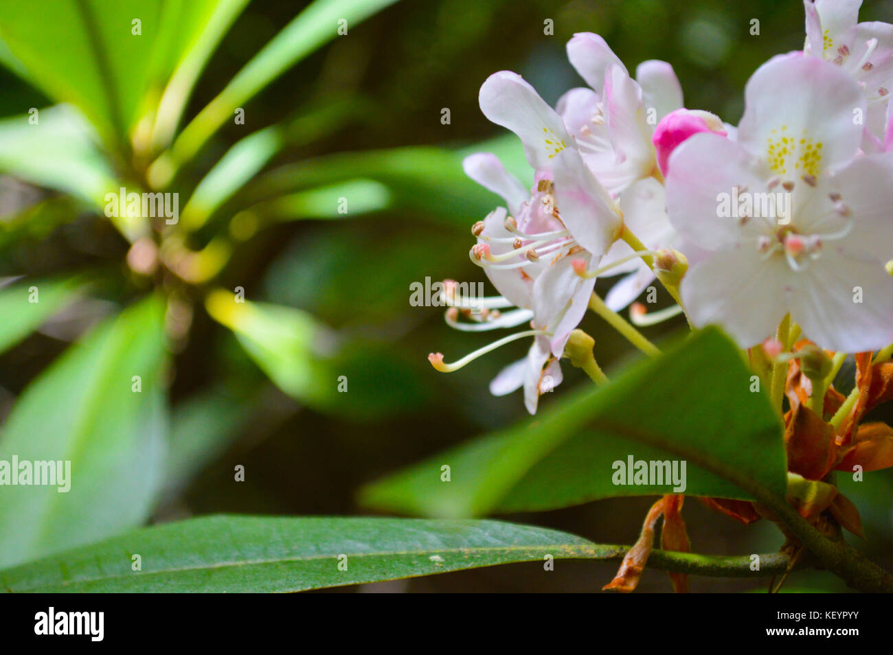 Beautiful Rhododendron flowers bloom in a New Hampshire State Park ...