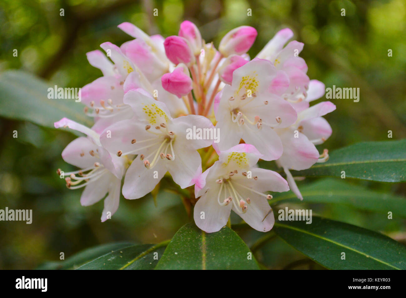 Beautiful Rhododendron flowers bloom in a New Hampshire State Park ...