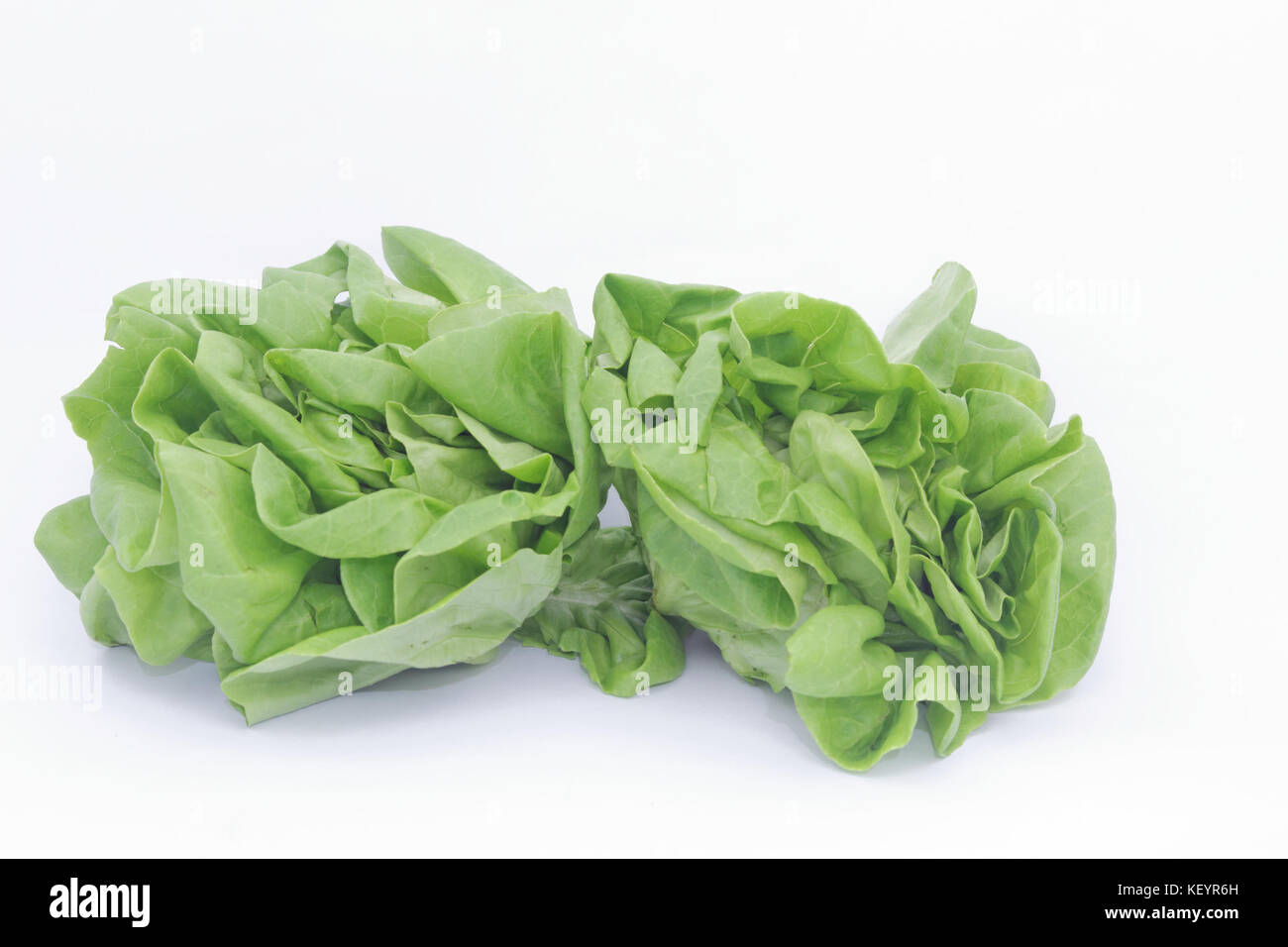 Red and green curled lollo lettuce on isolated white background Stock ...