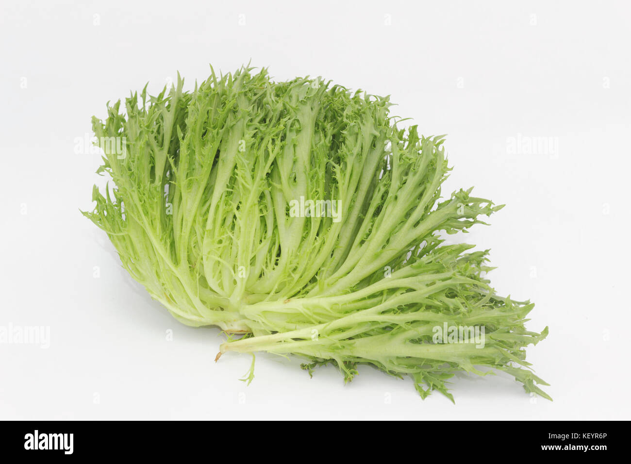 Green tone lollo lettuce on isolated white background Stock Photo - Alamy