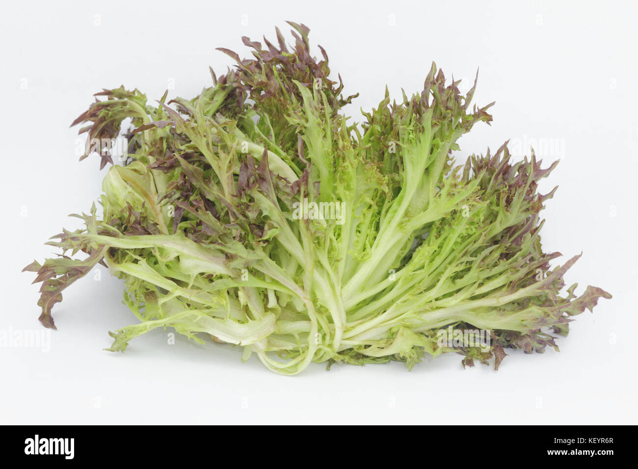 Red and green curled lollo lettuce on isolated white background Stock ...