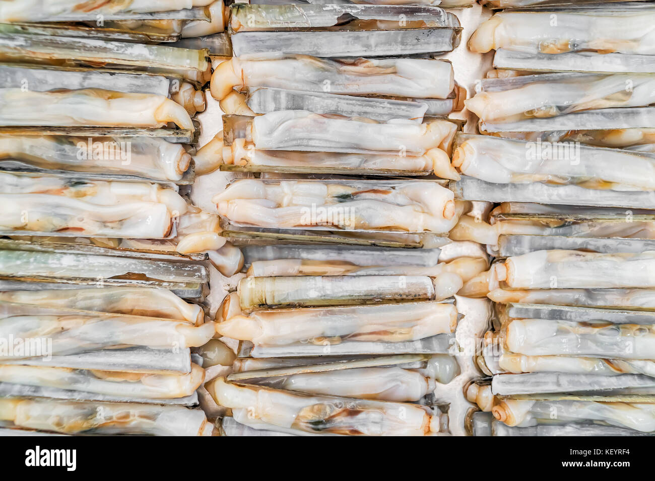 Fresh razor shell on ice at the seafood booth Stock Photo - Alamy