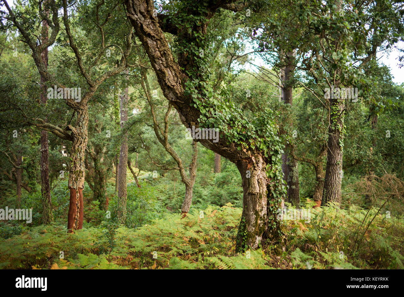 Pine trees landes forest france hi-res stock photography and images - Alamy