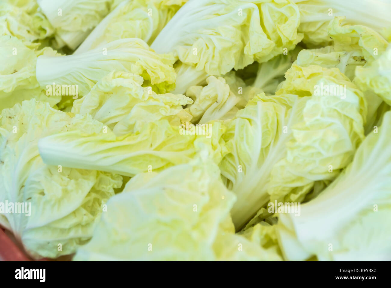 Chinese cabbage or Napa cabbage Stock Photo - Alamy