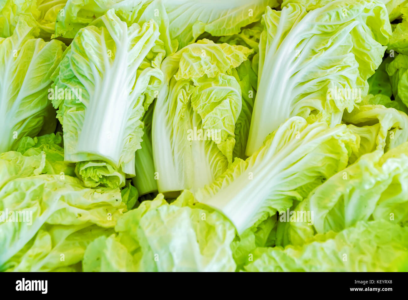 Chinese cabbage or Napa cabbage Stock Photo - Alamy