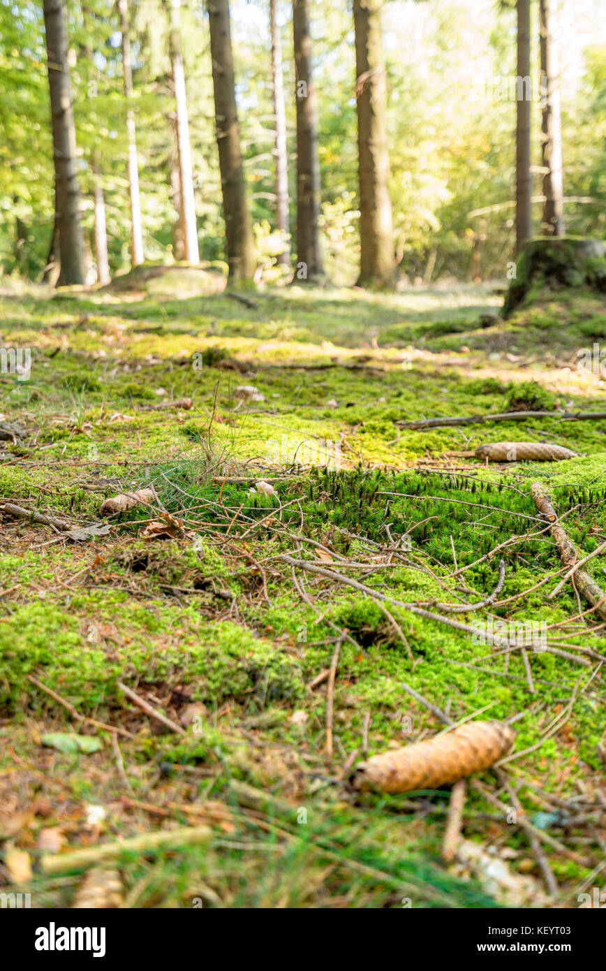 sunny illuminated low angle forest scenery with moss and ground cover ...
