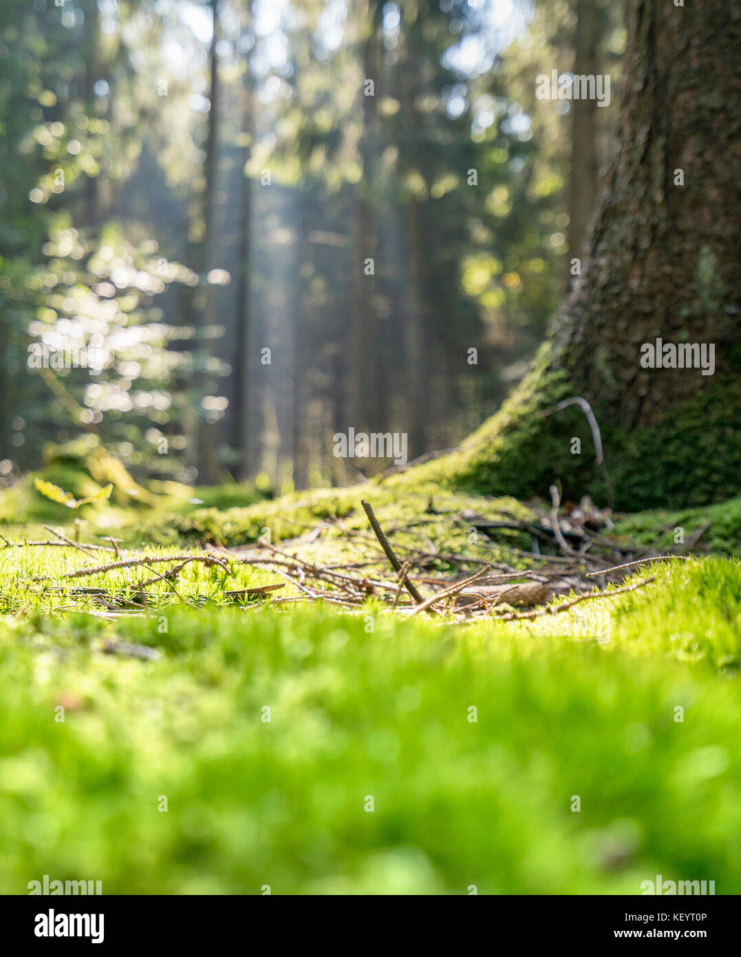sunny illuminated low angle forest scenery with moss and ground cover ...