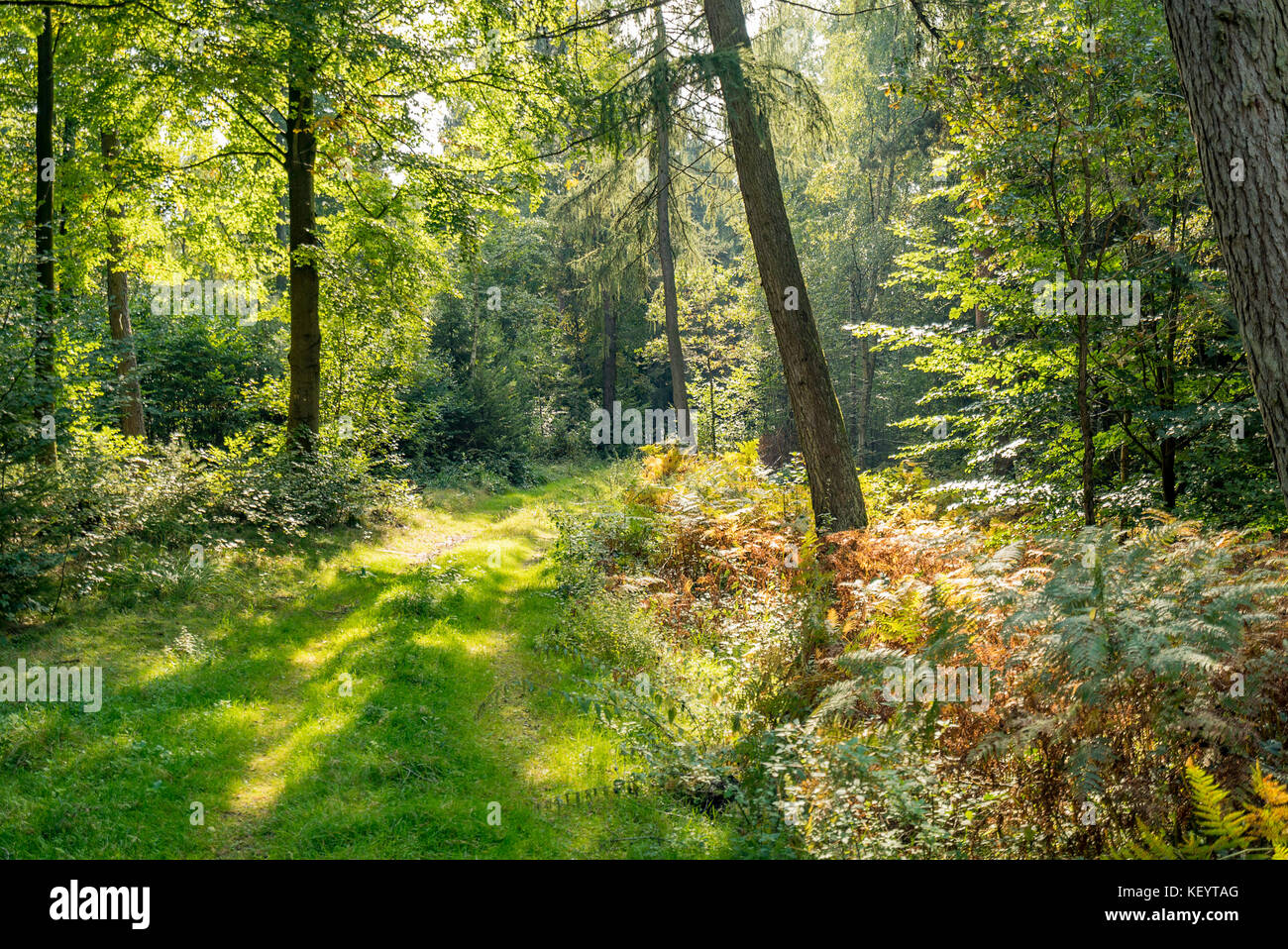 sunny illuminated idyllic forest scenery with forest track at late ...