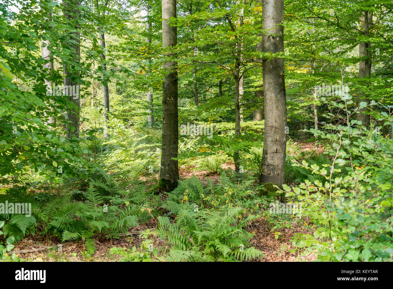 sunny illuminated idyllic forest scenery with ground cover vegetation ...