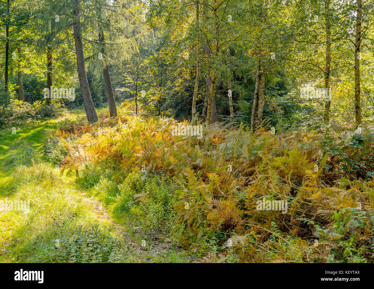 sunny illuminated idyllic forest scenery with ground cover vegetation ...