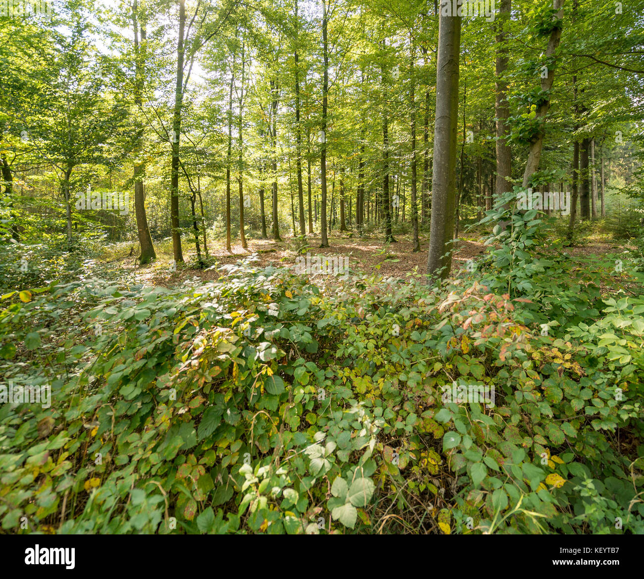 sunny illuminated idyllic forest scenery with ground cover vegetation ...