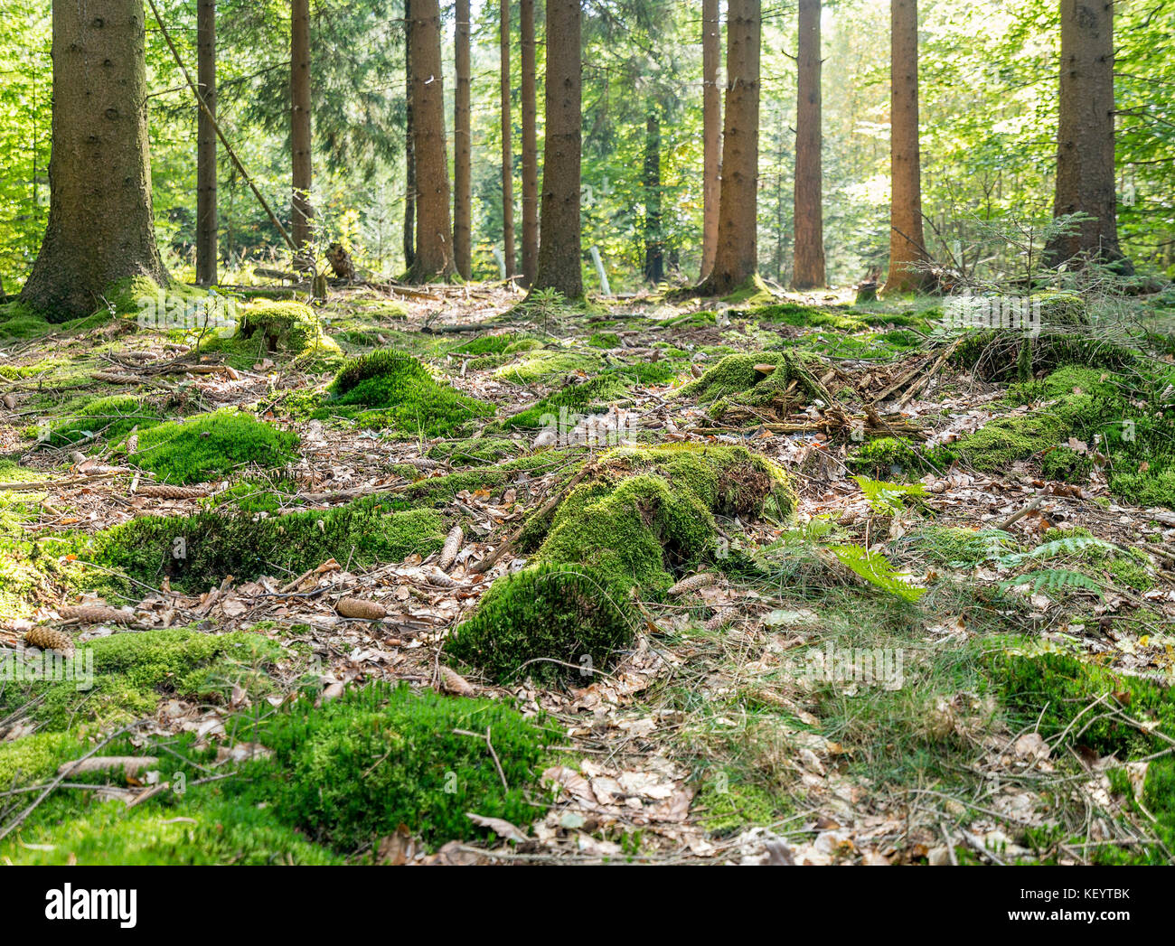 sunny illuminated idyllic forest scenery with mossy ground cover ...