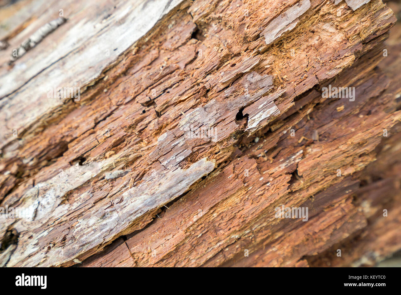 full frame rotting wood detail Stock Photo - Alamy