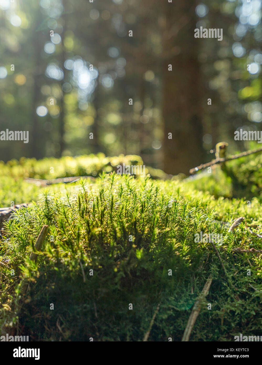 sunny illuminated low angle forest scenery with moss and ground cover ...