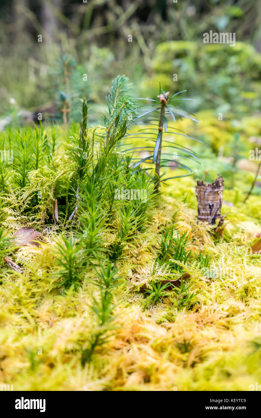 low angle forest scenery with moss and ground cover vegetation Stock ...