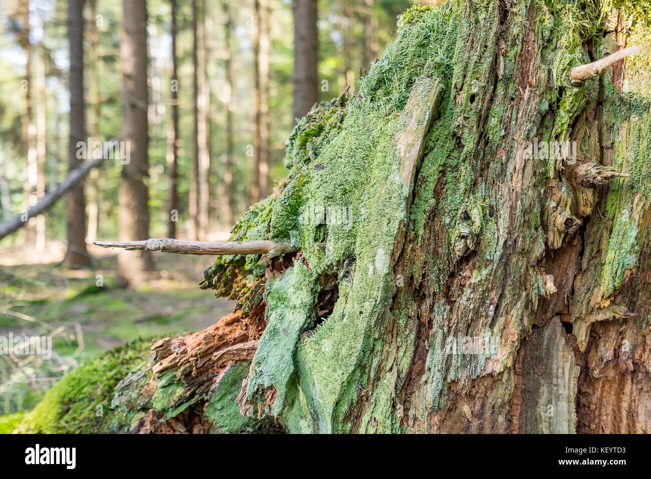 Green lichen forest ground hi-res stock photography and images - Alamy