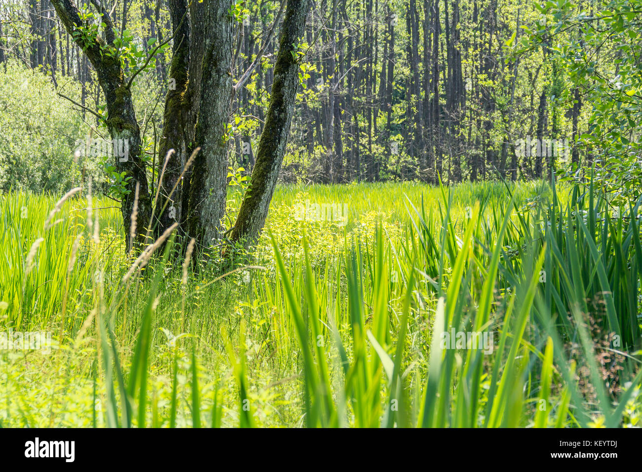 sunny illuminated wetland scenery in Southern Germany at early summer ...