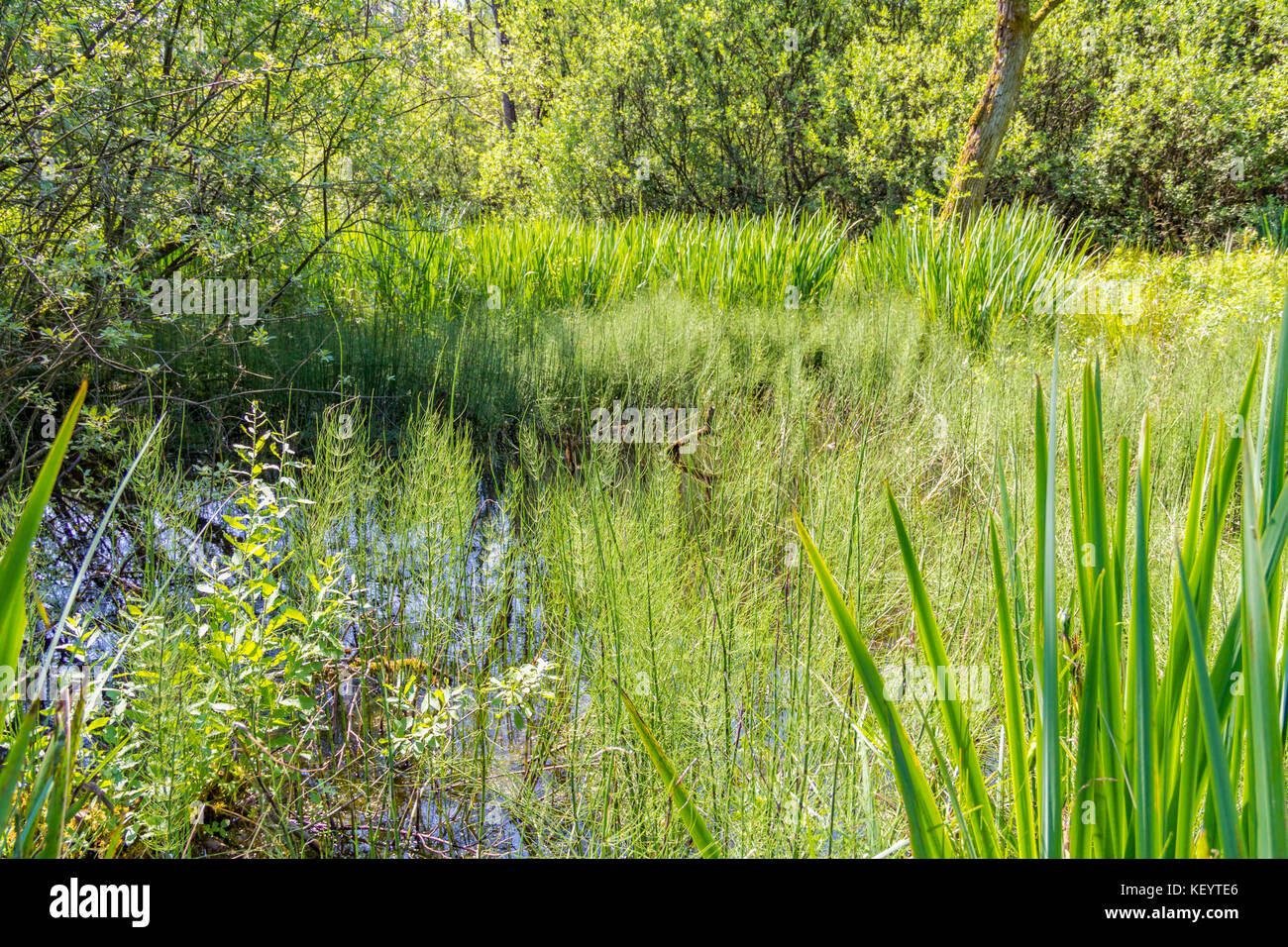 sunny illuminated wetland scenery in Southern Germany at early summer ...