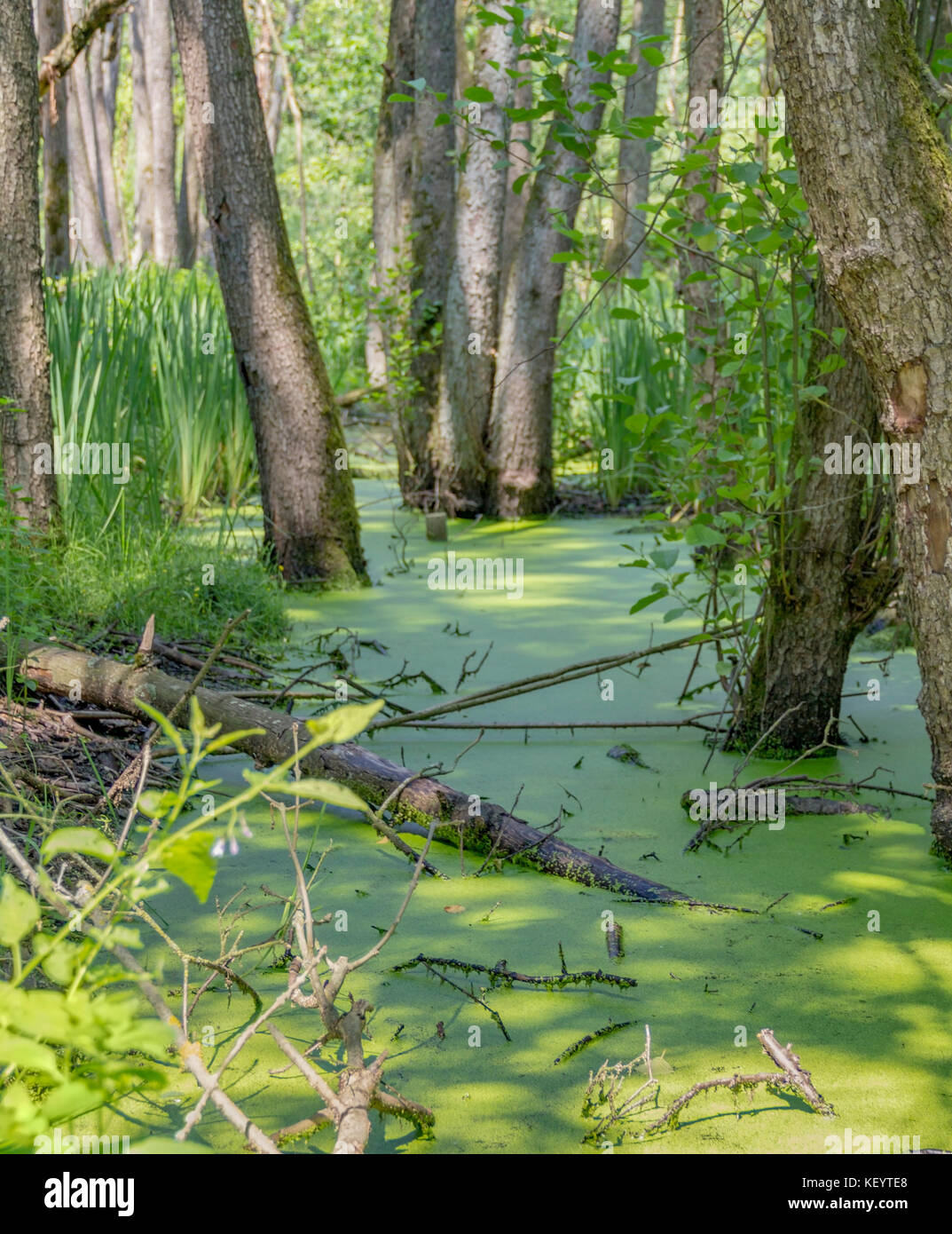 sunny wetland scenery in Southern Germany at early summer time Stock ...
