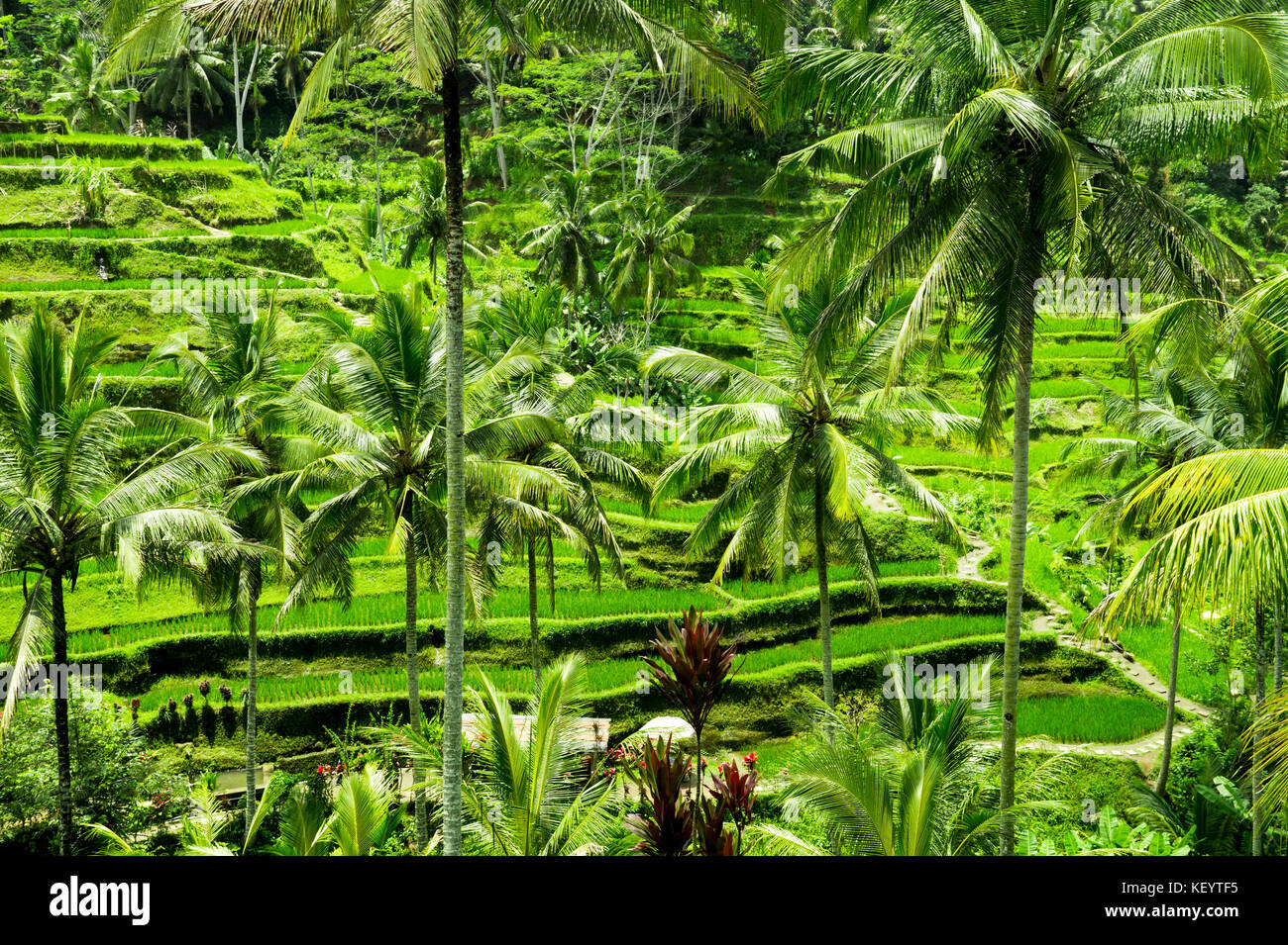 Rice field in tegalalang hi-res stock photography and images - Alamy