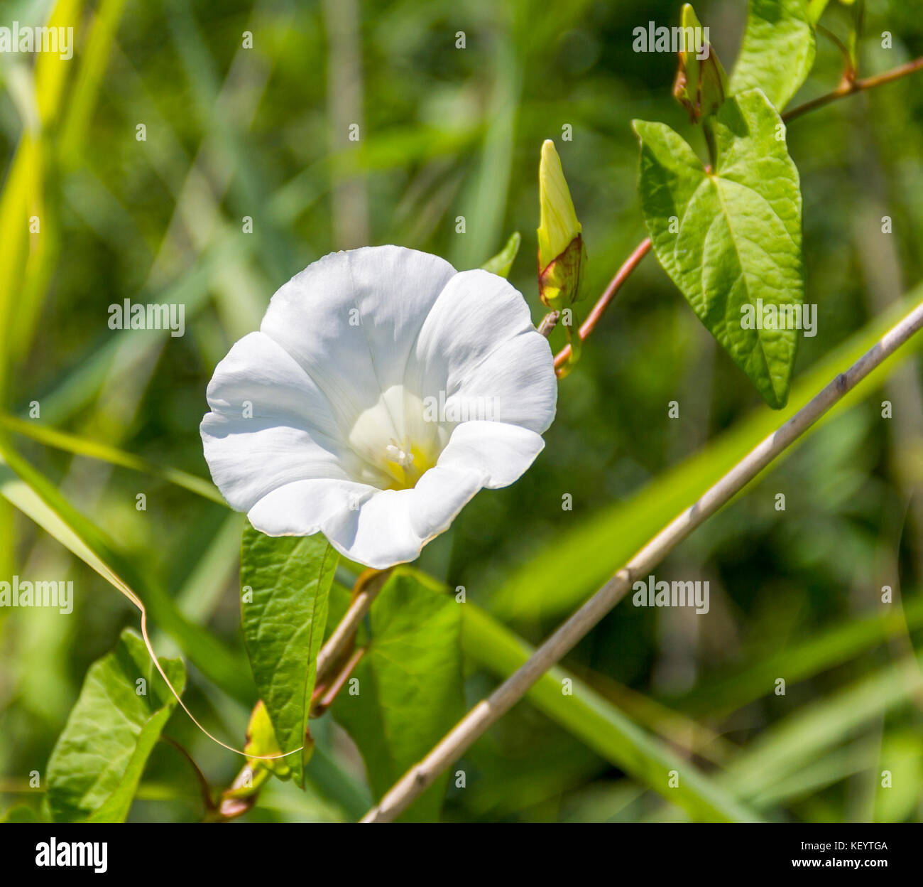 white bindweed flower in natural green sunny ambiance Stock Photo - Alamy