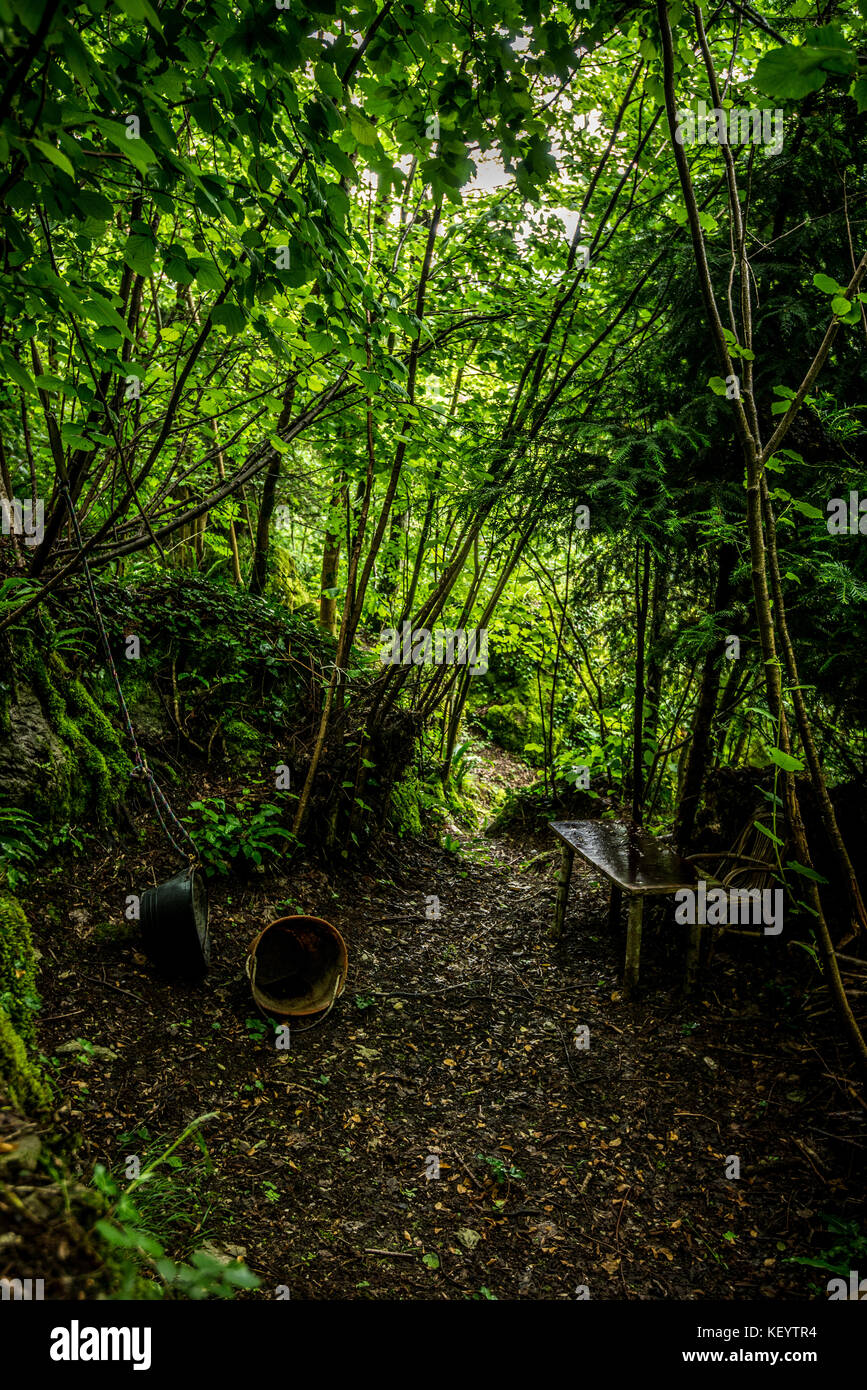 Vegetation and undergrowth hi-res stock photography and images - Alamy