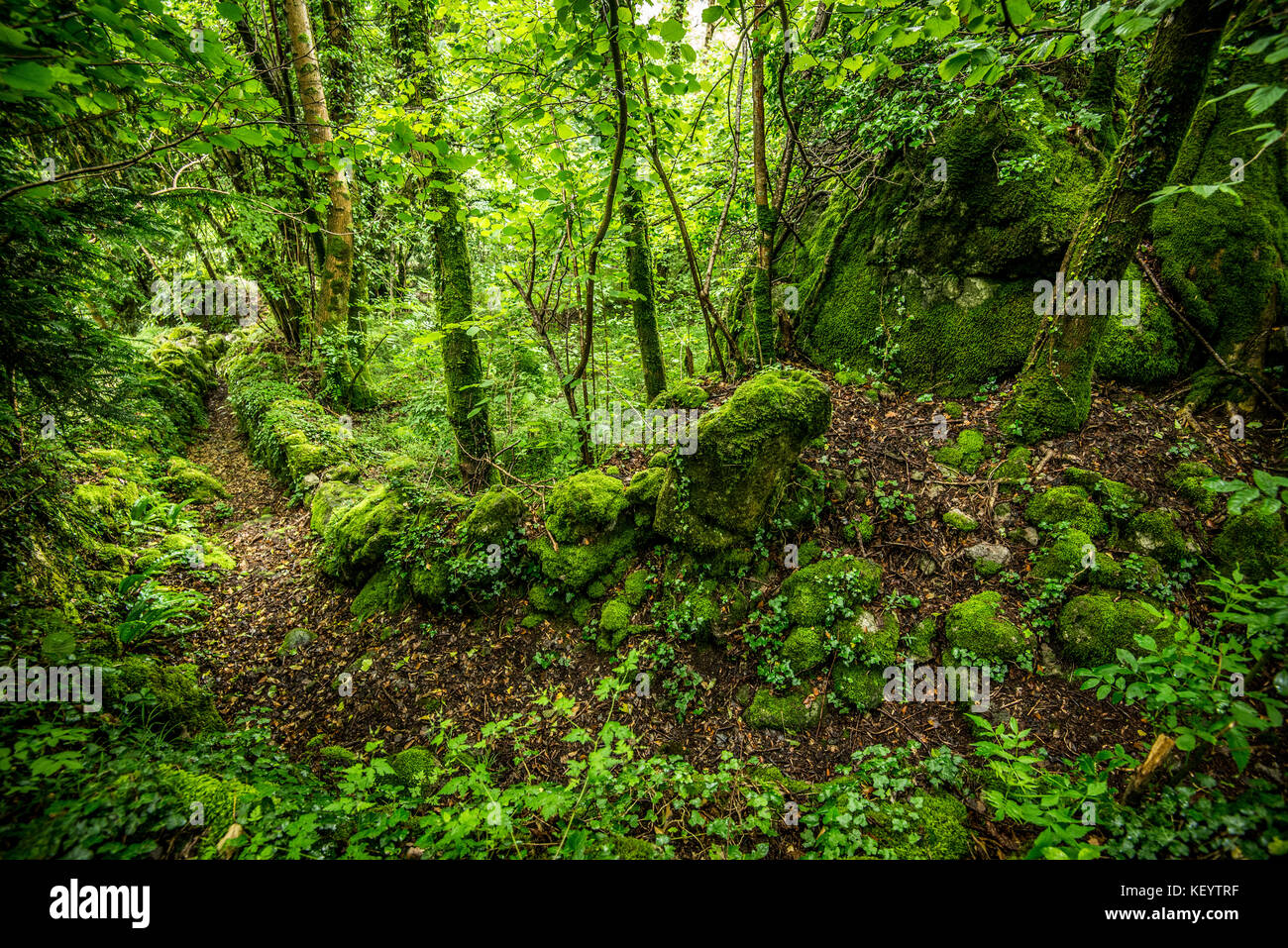 lush vegetation - green land project Stock Photo - Alamy