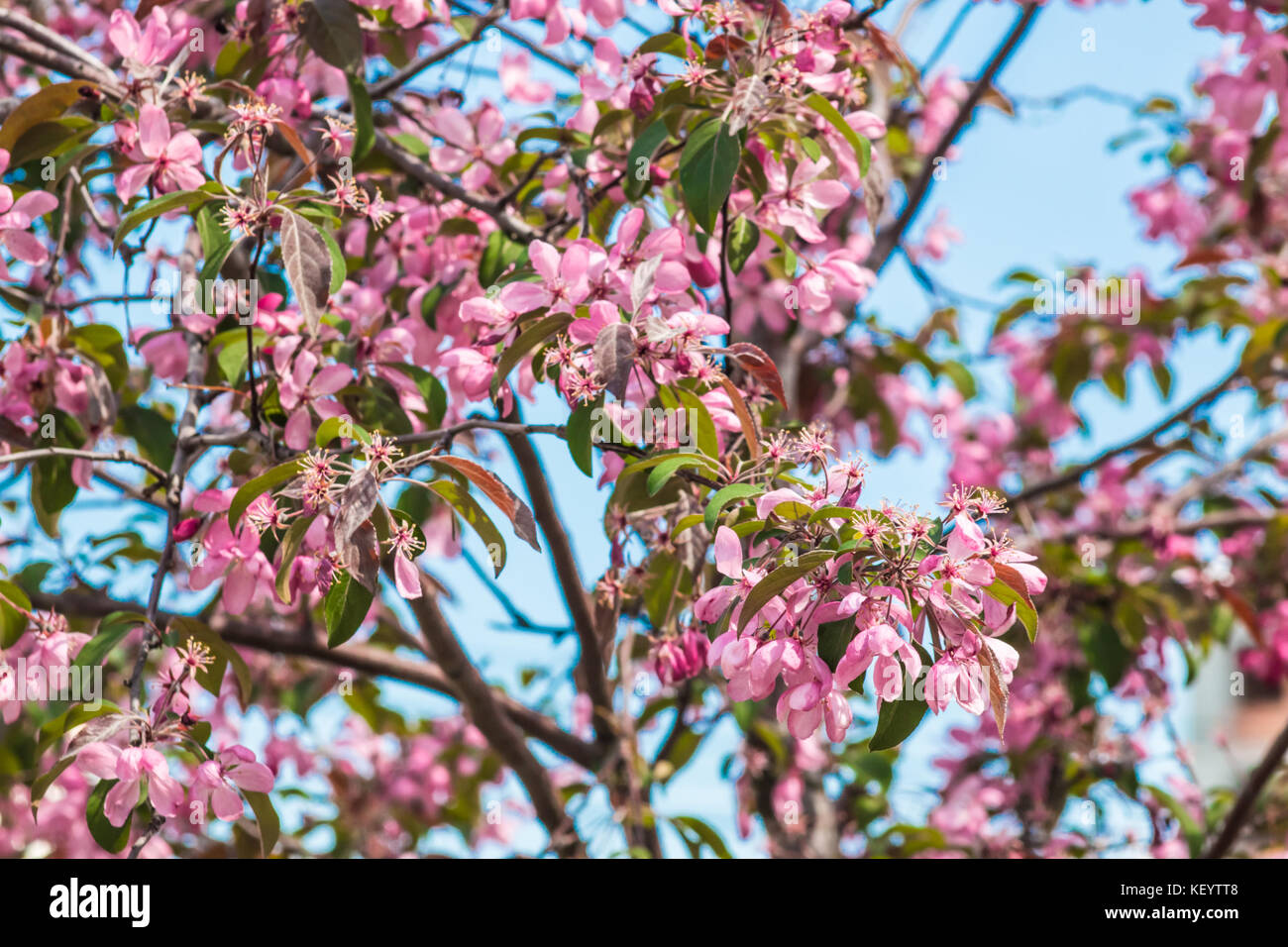 flowering sakura tree against a bright blue sky close-up Stock Photo ...