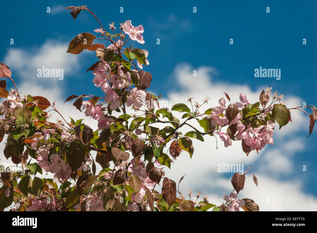 flowering sakura tree against a bright blue sky close-up Stock Photo ...