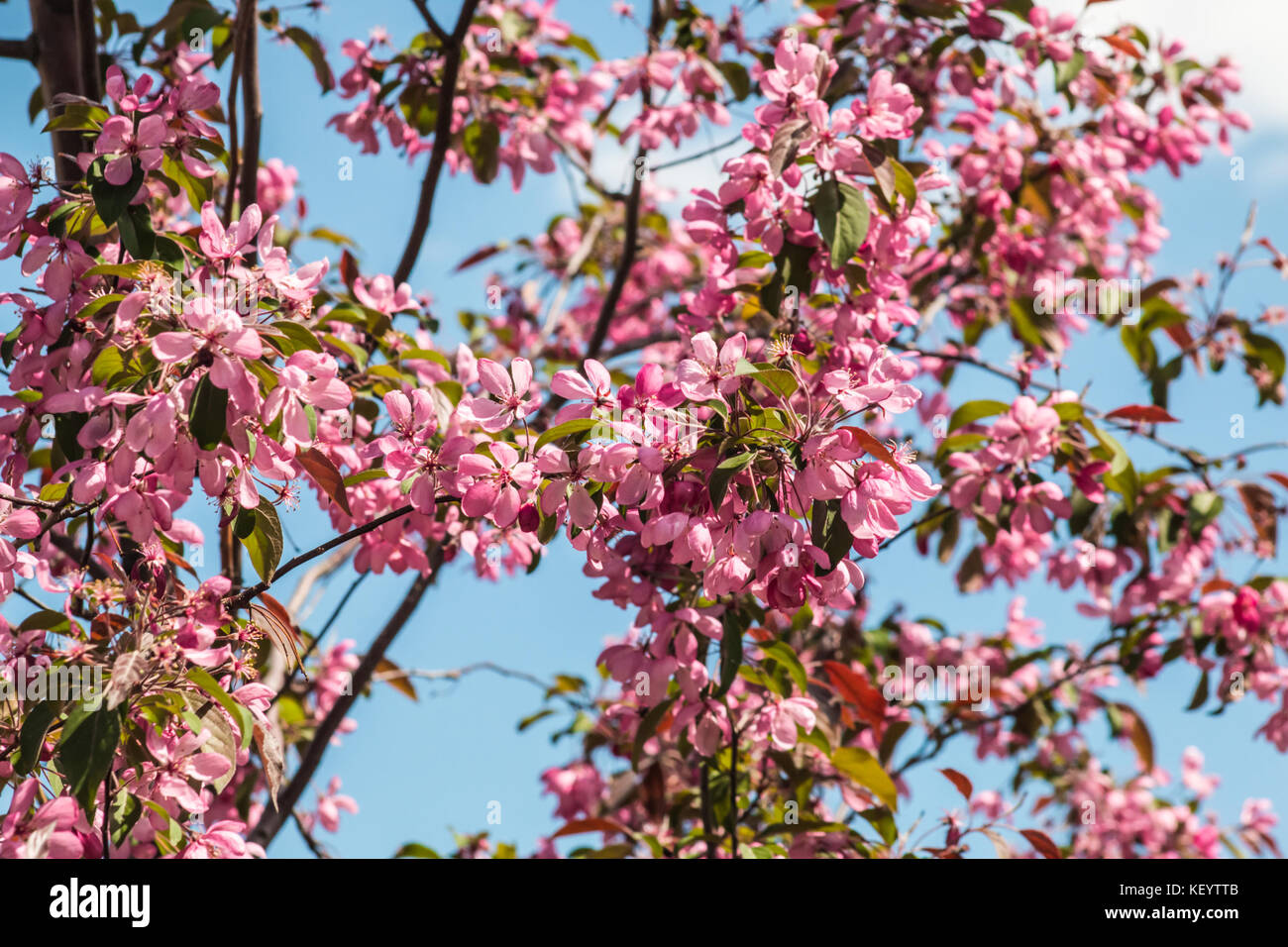 flowering sakura tree against a bright blue sky close-up Stock Photo ...