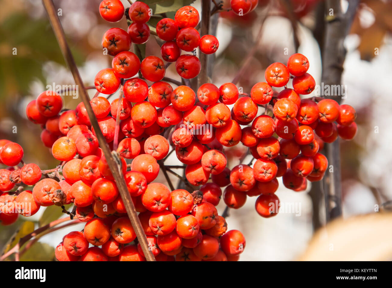 red berries rowan of Russian ashberry on a tree close-up Stock Photo ...