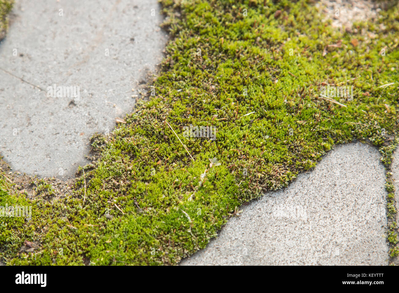 stone paving slabs of green moss close up Stock Photo - Alamy