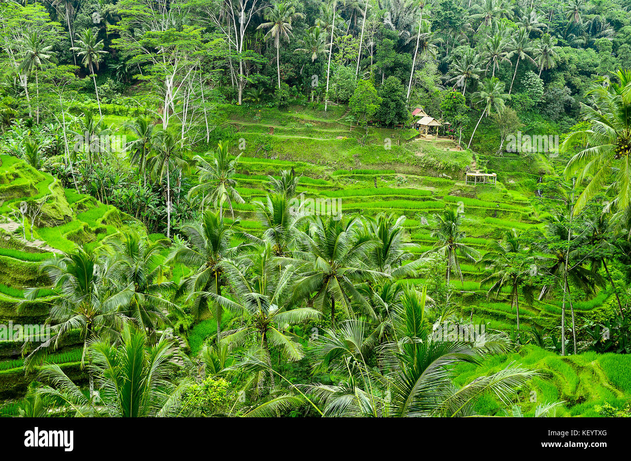 Rice field in tegalalang hi-res stock photography and images - Alamy