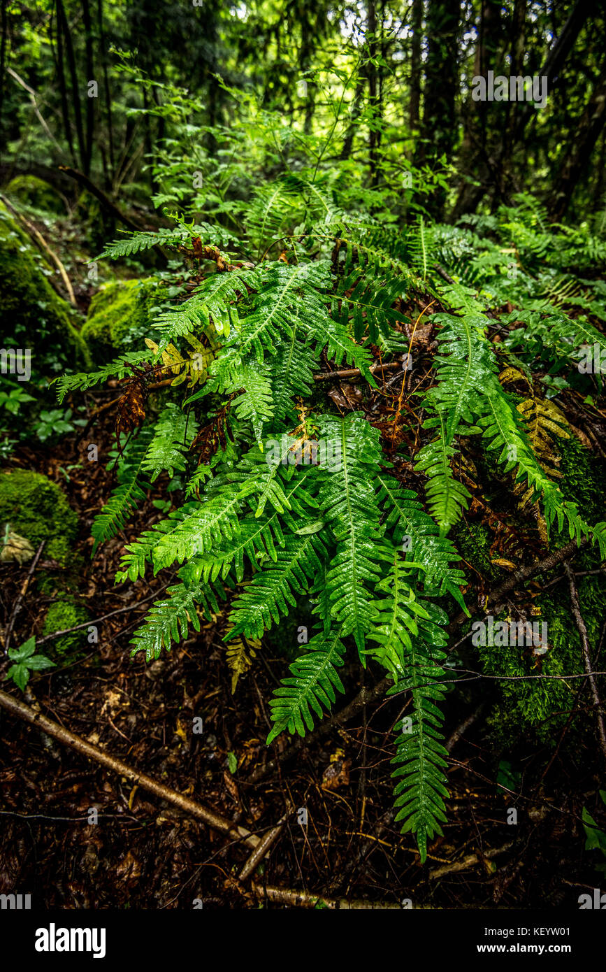 Vegetation and undergrowth hi-res stock photography and images - Alamy
