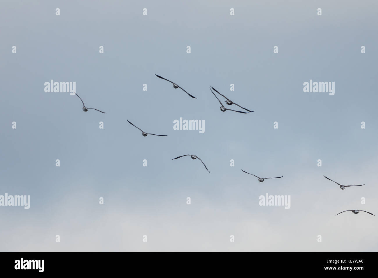 Many white birds hi-res stock photography and images - Alamy