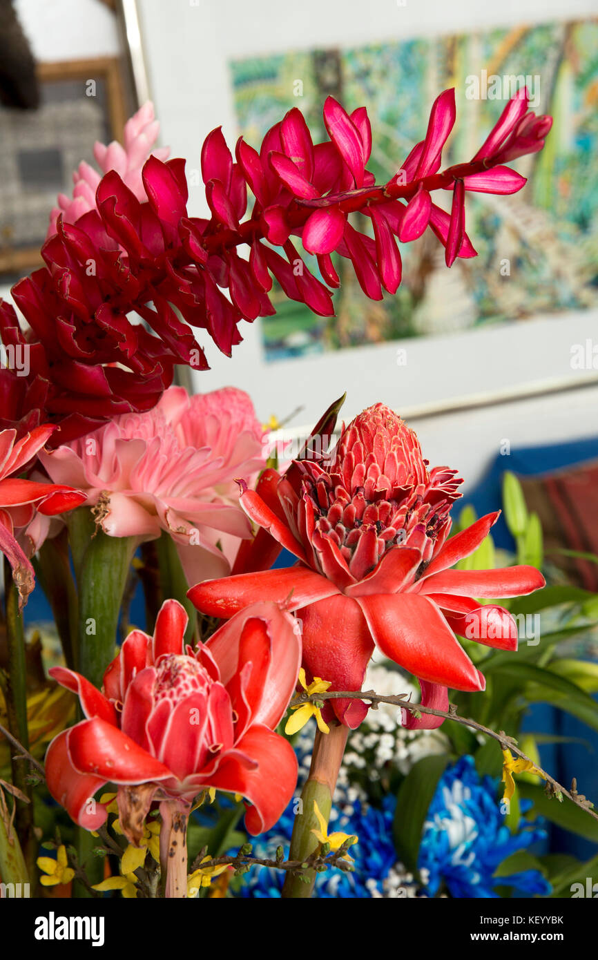 The Seychelles, Mahe, flowers, display of exotic red tropical flowers ...