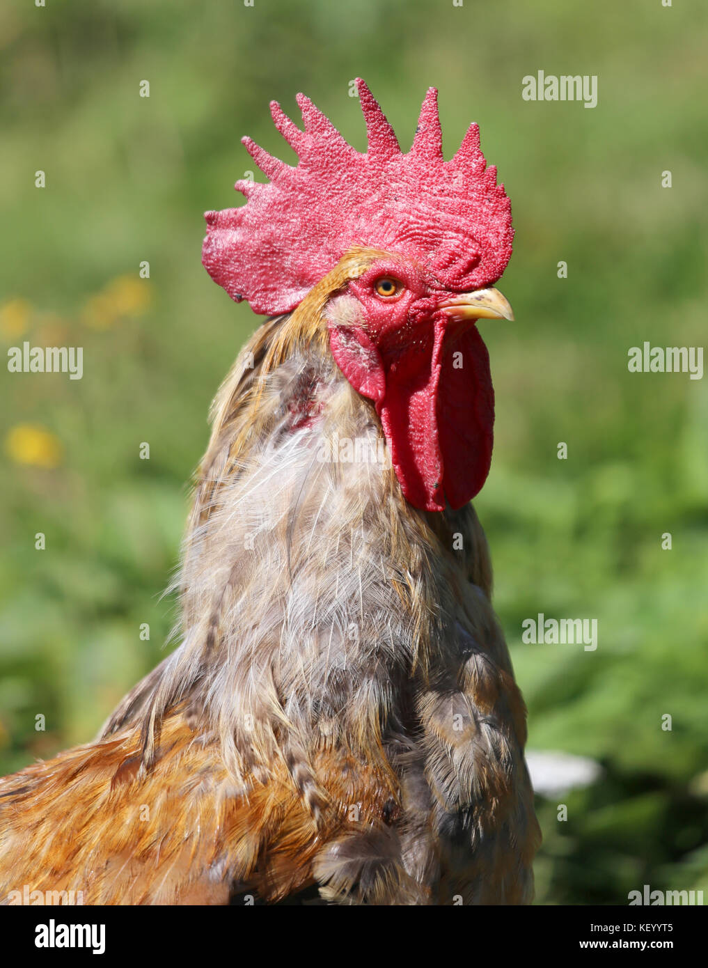 close portrait of a big rooster with the red Comb on the head Stock ...