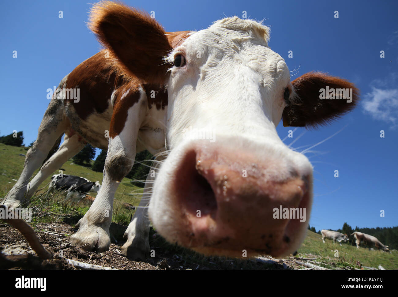 curious big cow in the mountains photographed with fisheye lens Stock ...