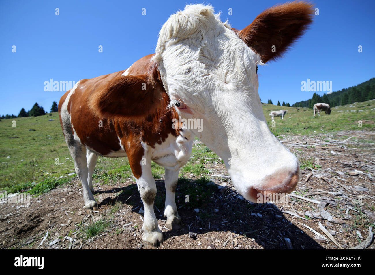 curious large cow in the mountains photographed with fisheye lens Stock ...