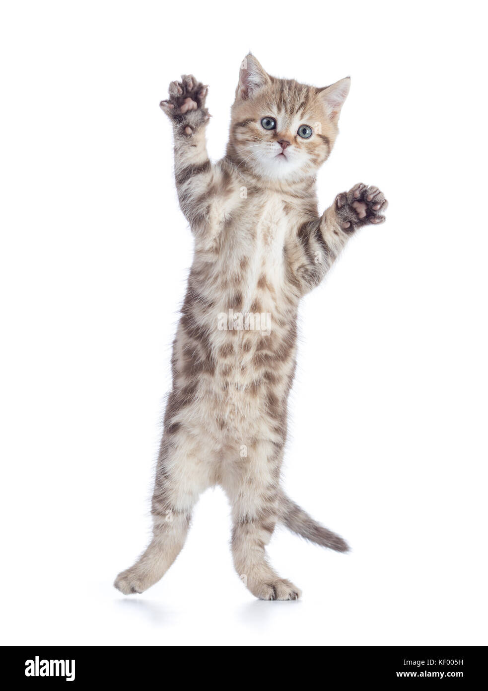 cat jumping isolated on white Stock Photo - Alamy
