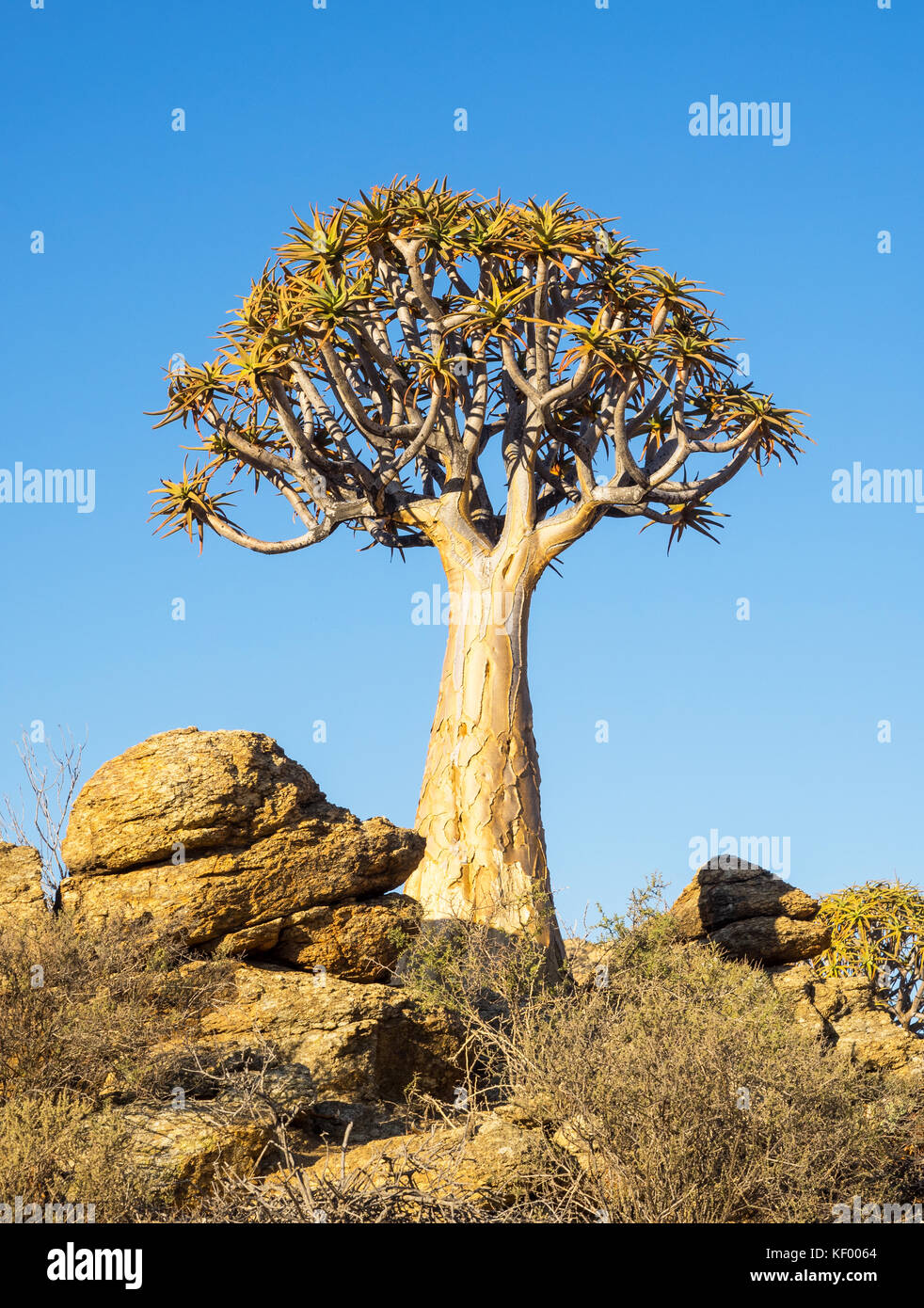 A Kokerboom or Quiver Tree growing in the Goegap Nature Reserve in the ...