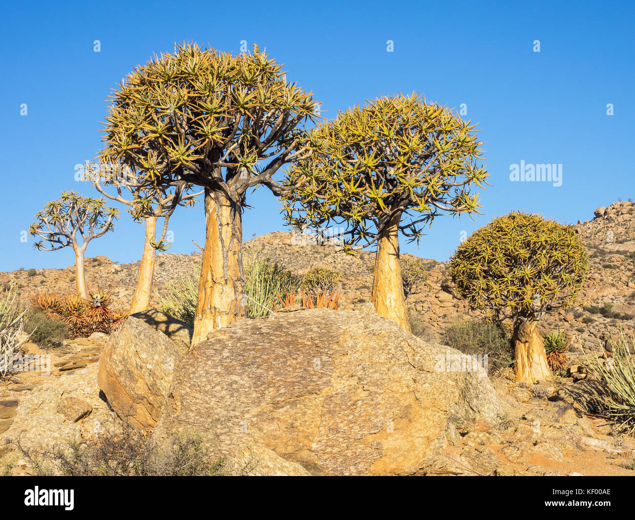 Kokerboom or Quiver Trees growing in the Goegap Nature Reserve in the ...