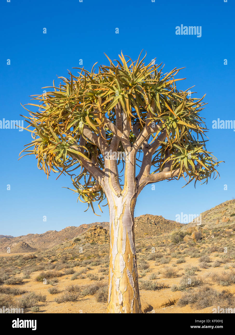 A Kokerboom or Quiver Tree growing in the Goegap Nature Reserve in the ...