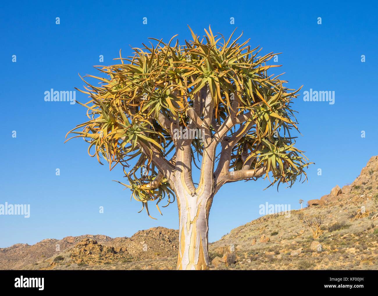 A Kokerboom or Quiver Tree growing in the Goegap Nature Reserve in the ...