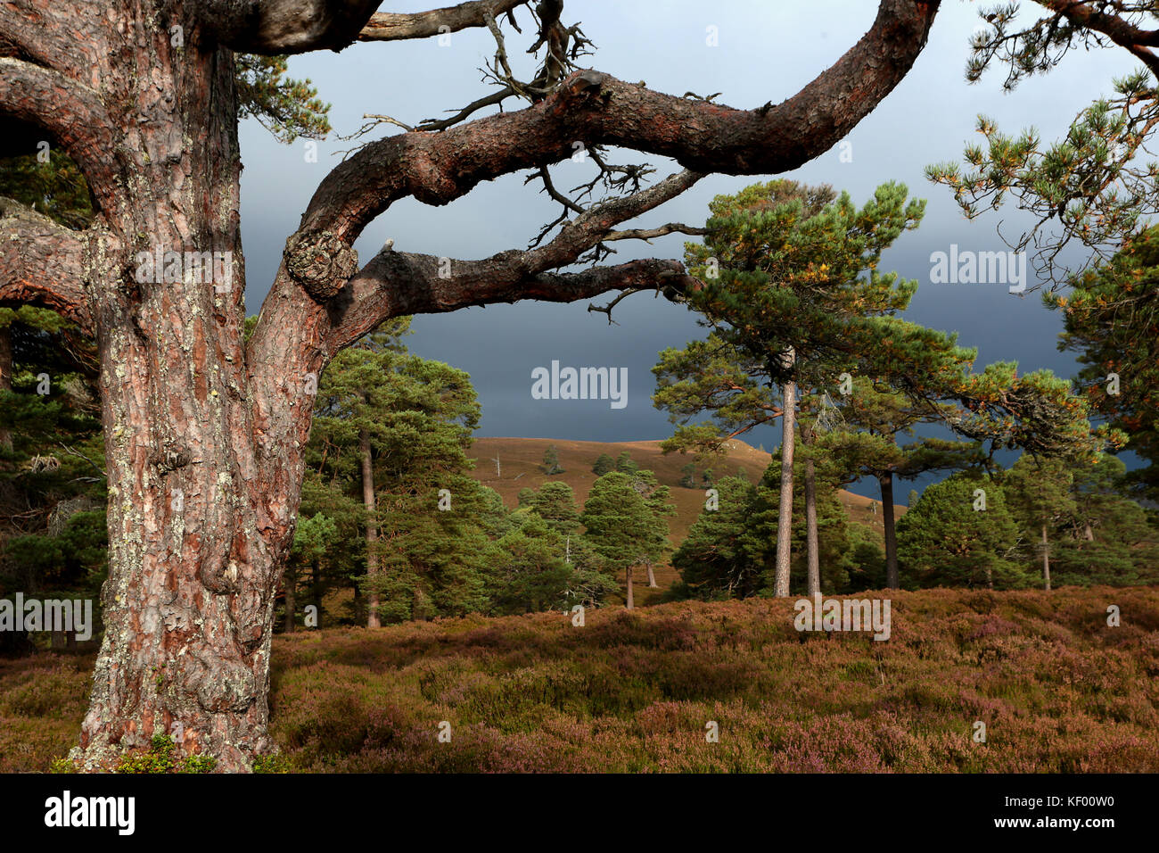 Scots Pines, a coniferous tree is part of the Caledonian Forest, in the ...