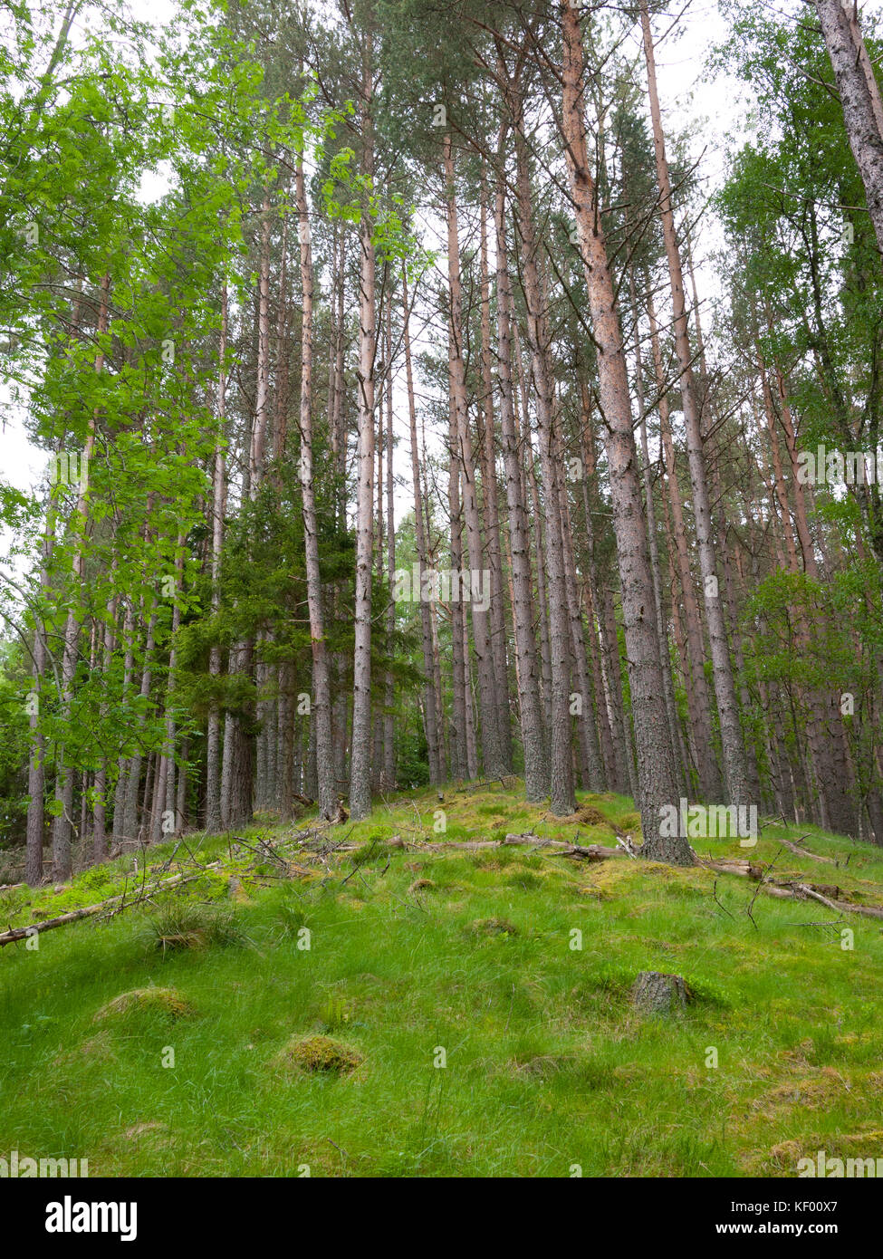 Tall pine trees on Scottish hillside, Scotland, UK Stock Photo - Alamy