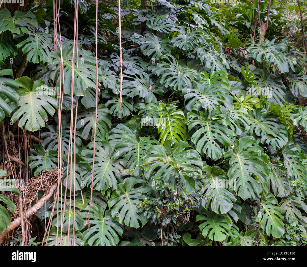 Monstera deliciosa hi-res stock photography and images - Alamy