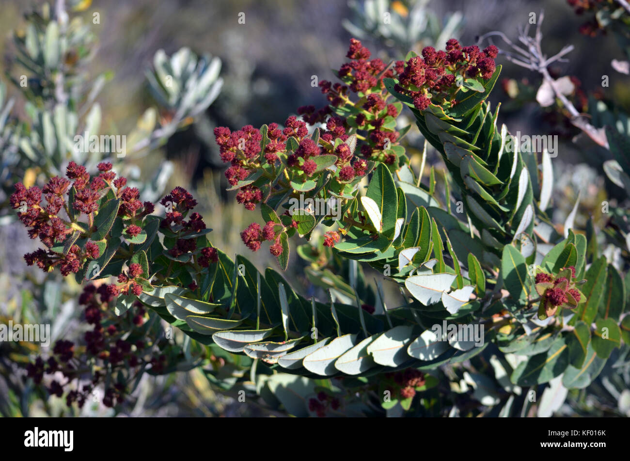Opposite phyllotaxis hi-res stock photography and images - Alamy