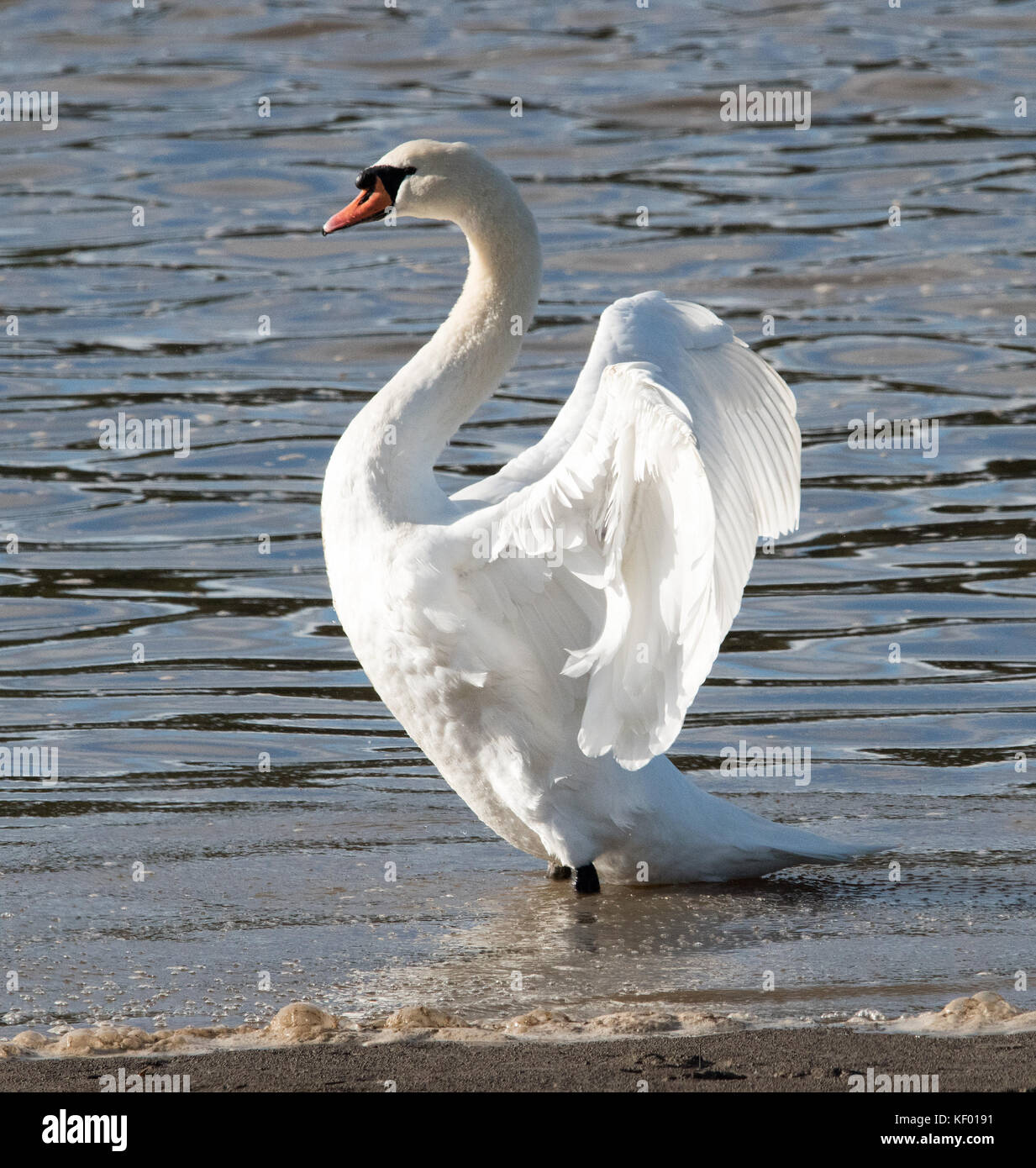 Swan and angel hi-res stock photography and images - Alamy